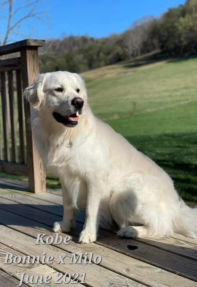 Previous Litters - Smokey Mountain English Goldens